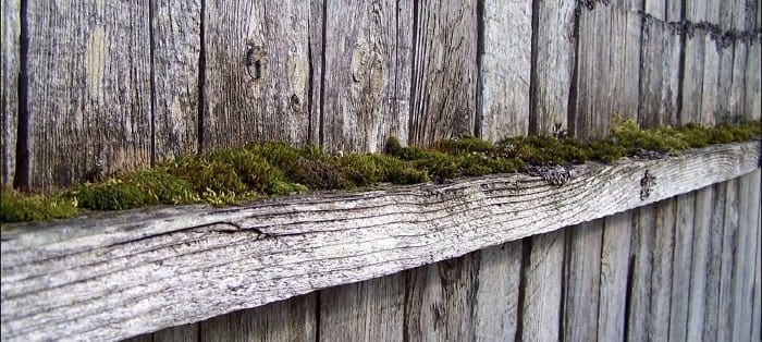 Remove Sun Damage, Moss and Mold on Wood Fences - Buzz Custom Fence
